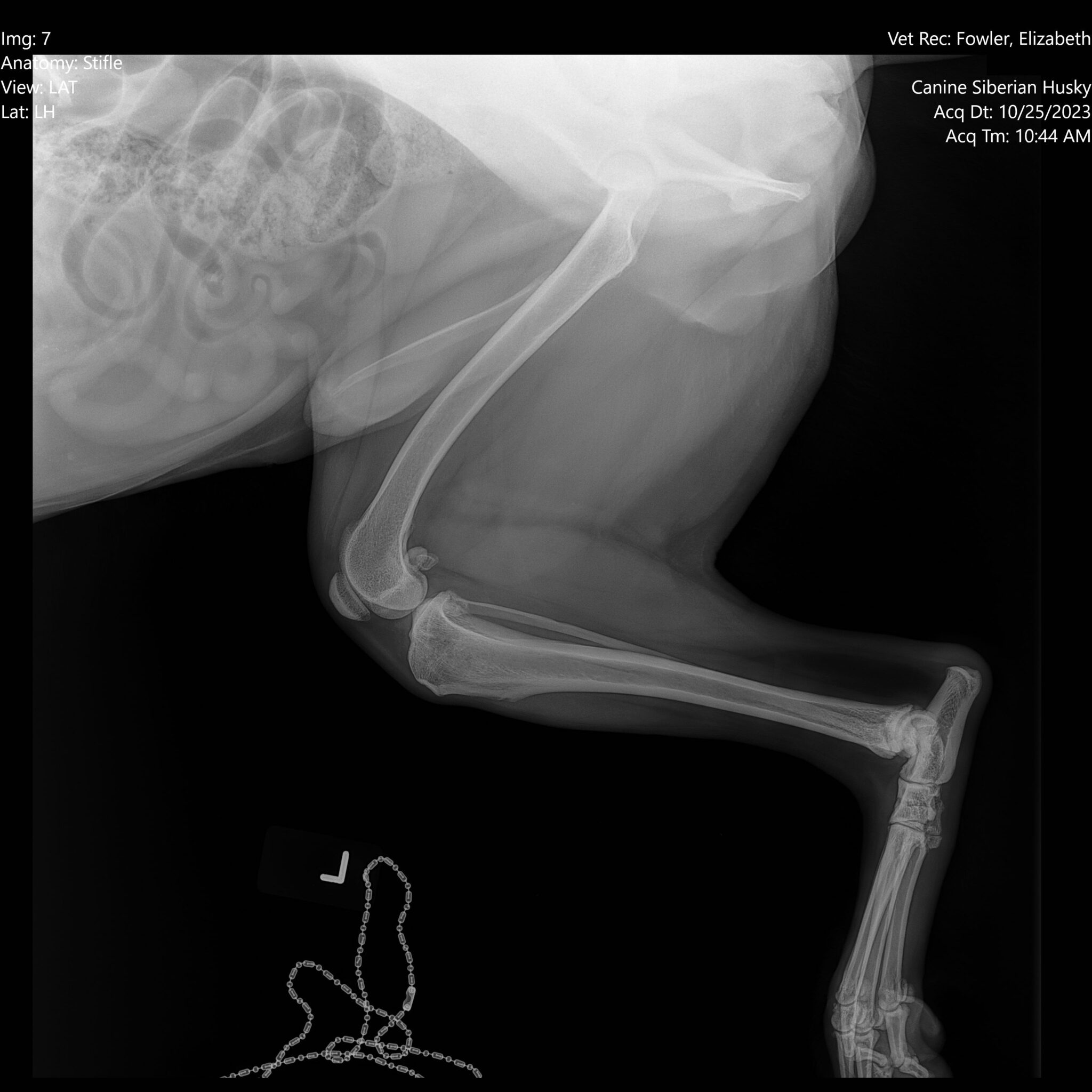 Aggressive Osteolytic Lesion In A 4-Year-Old, MN, Siberian Husky: Our ...