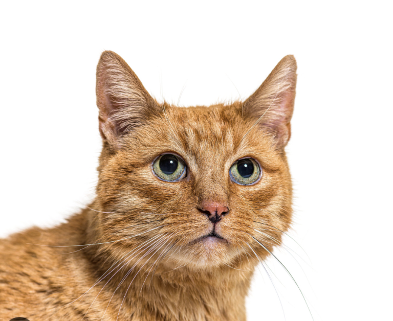 SonoPath | Fostering The Art of Veterinary Medicine™