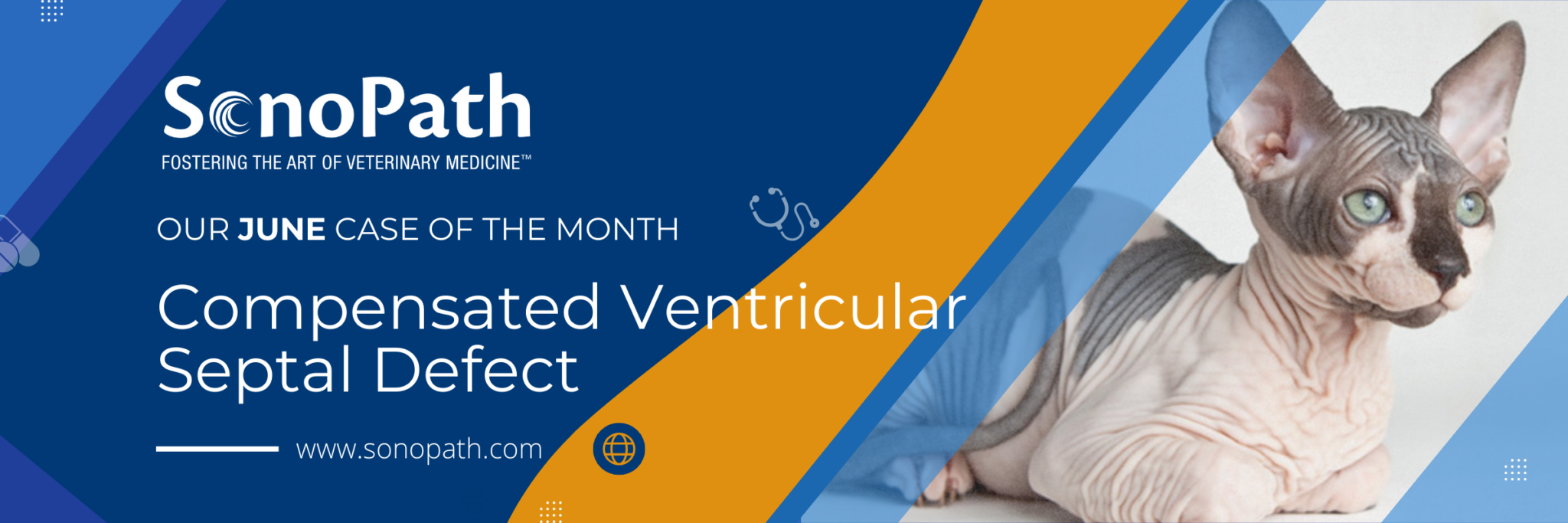 Ventricular Septal Defect: Our Case of the Month June 2024 - SonoPath