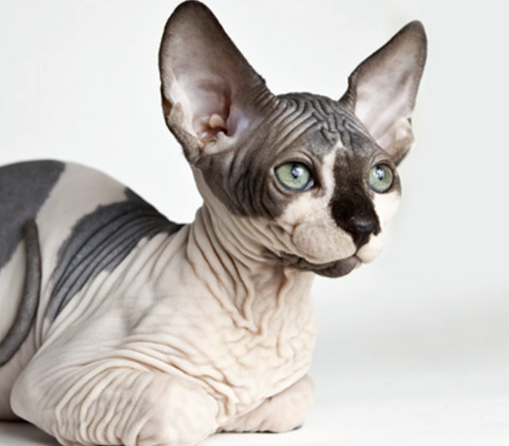 SonoPath | Fostering The Art of Veterinary Medicine™