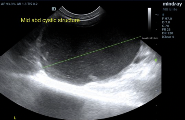 Ovarian Cyst in 3-year-old, intact Ragdoll Mix : Our Case of the Month ...