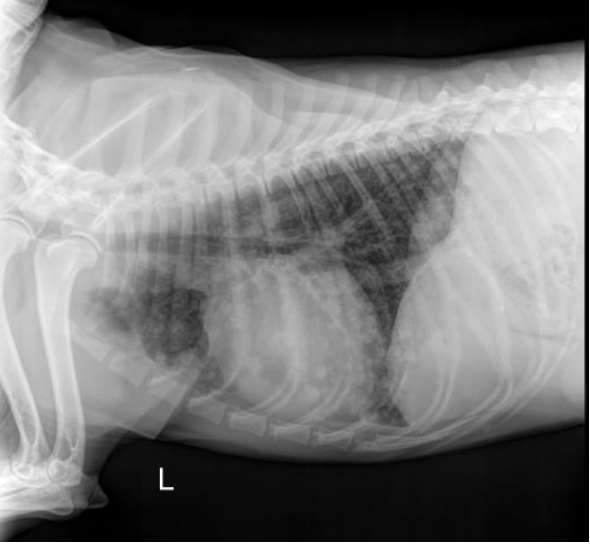 Heart Based Mass in a 5-year-old FS Golden Retriever- Our Case of the ...