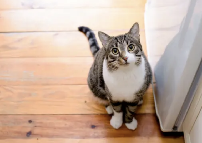 SonoPath | Fostering The Art of Veterinary Medicine™