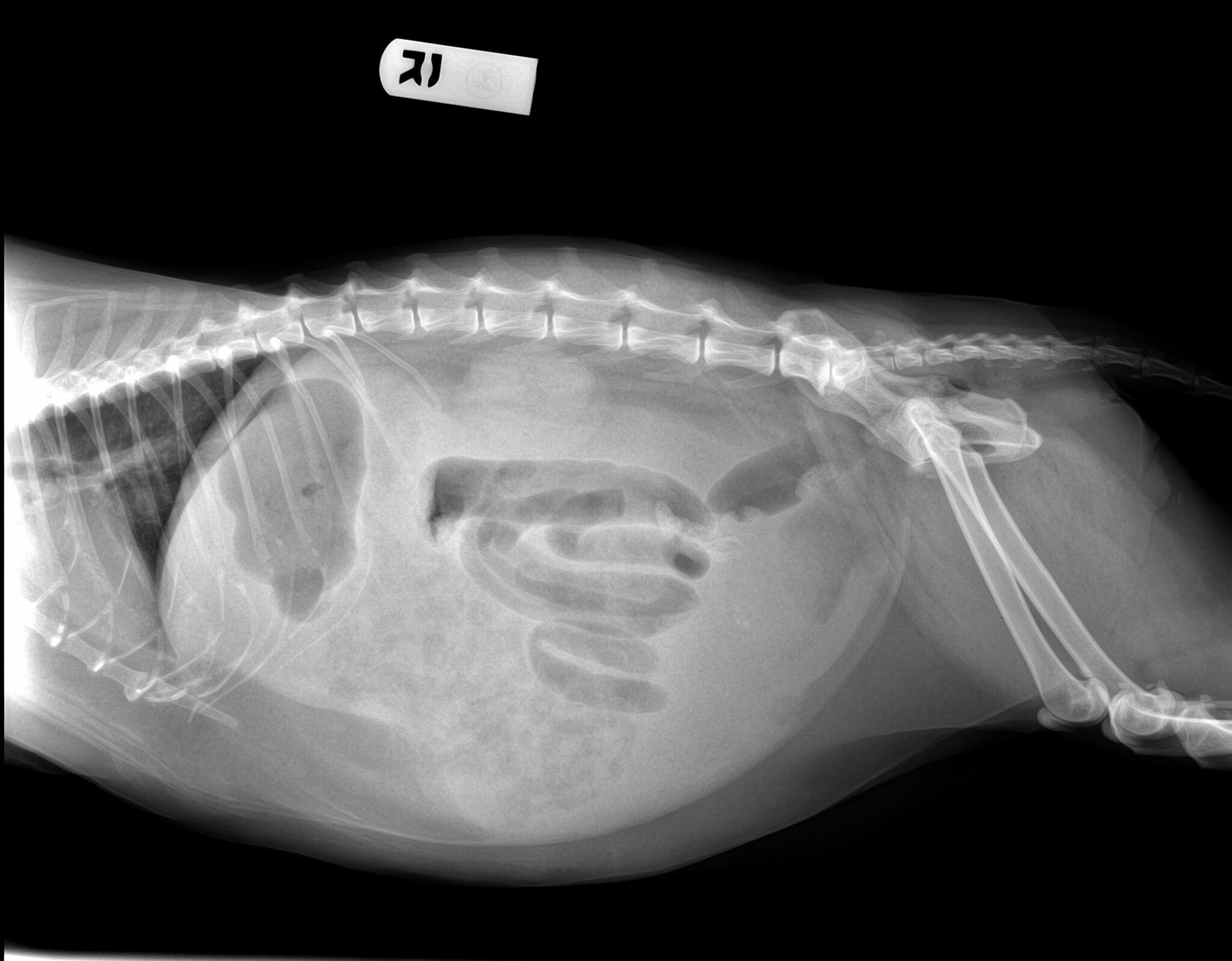 Urinary Bladder Neoplasia and Rupture in a 12-year-old Domestic ...